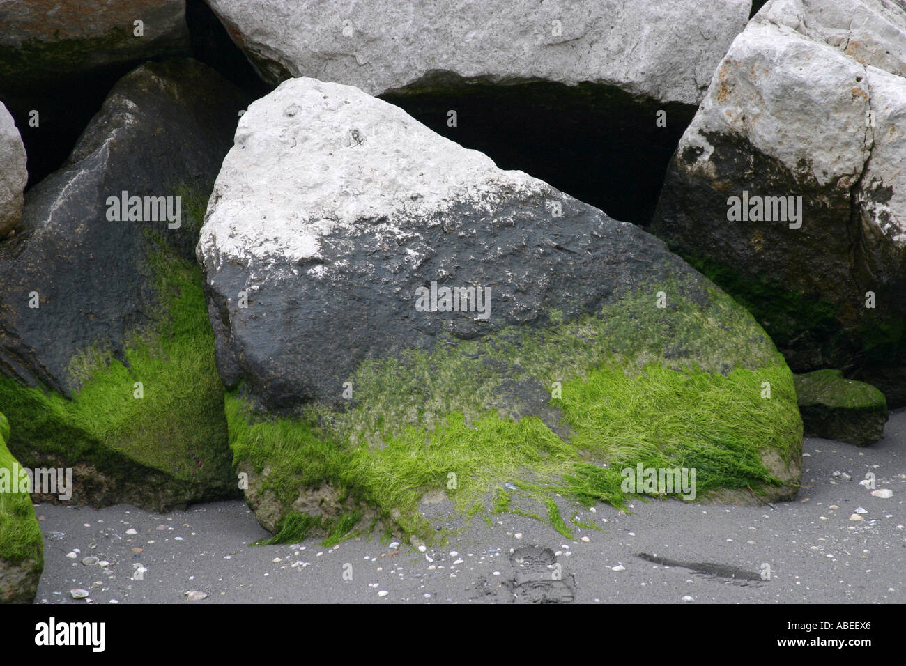 Stones with algae Stock Photo - Alamy
