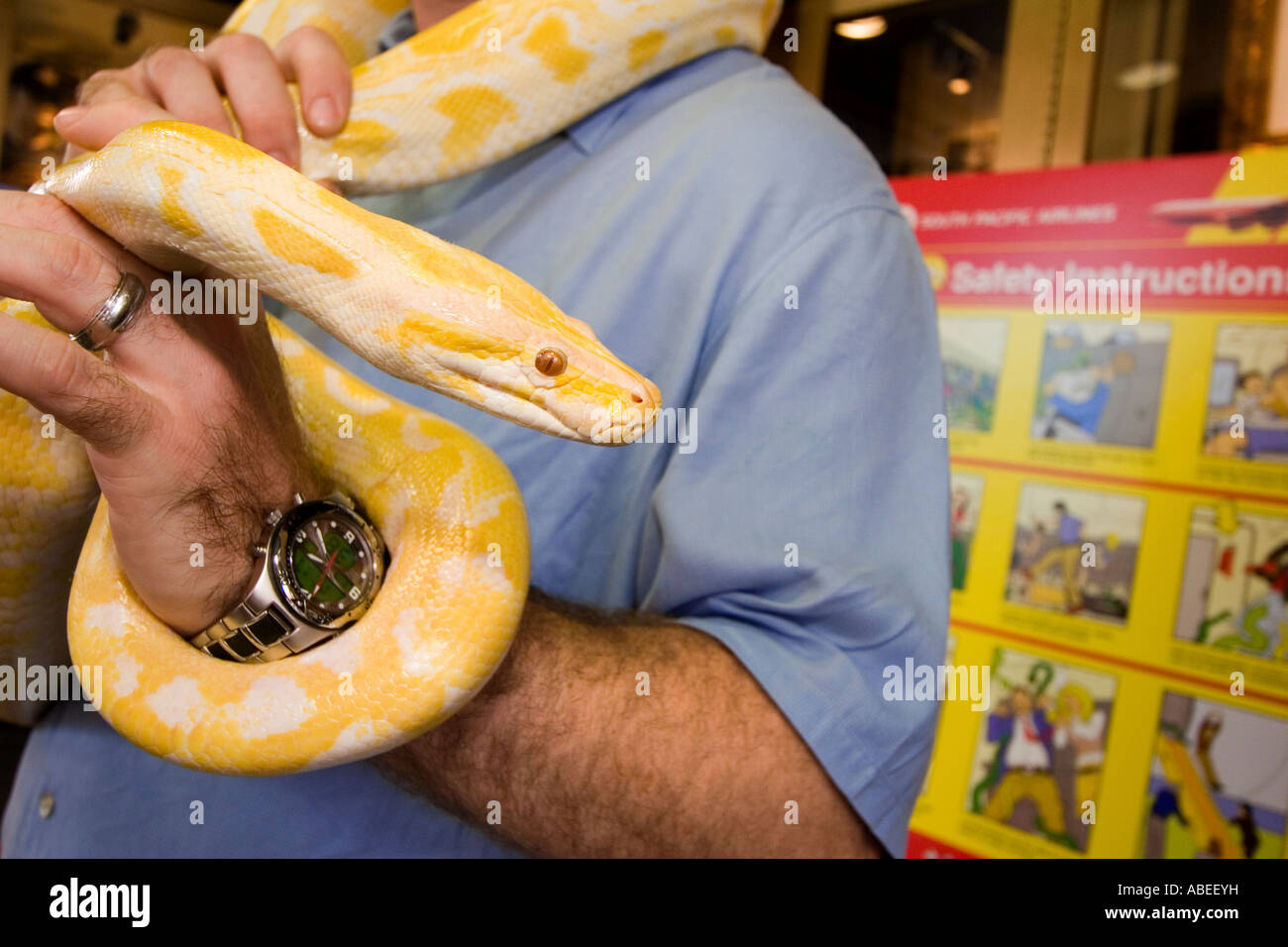 A yellow snake. On display as advertising for "Snakes on a Plane" in ...