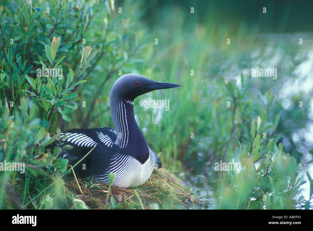 A female Pacific Loon (Gavia pacifica) sitting on her nest / Chugiak ...
