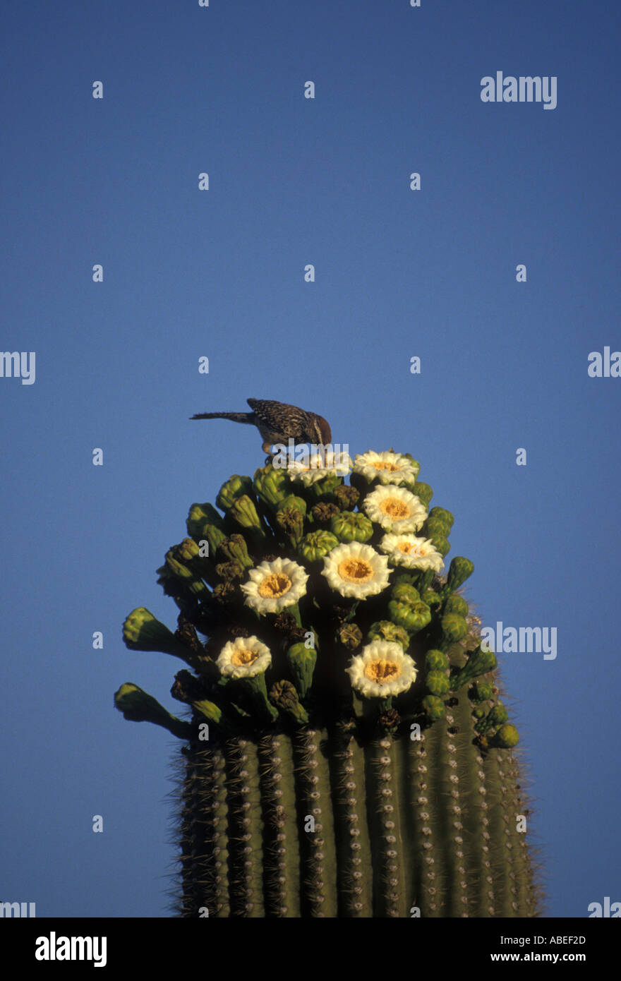 Saguaro flower eating hi-res stock photography and images - Alamy