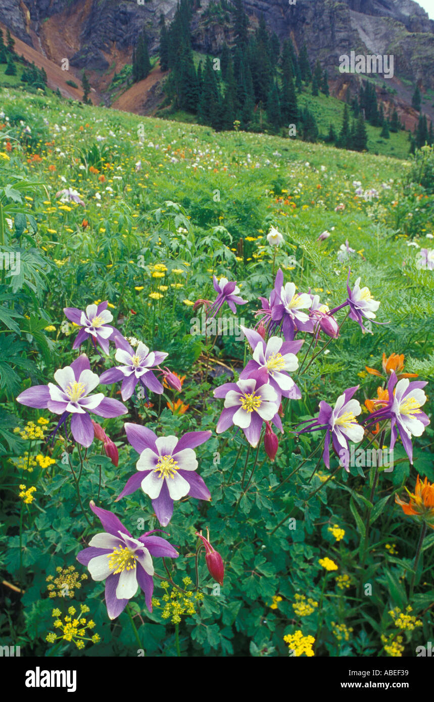 Colorado Columbine in Wildflower Meadow Yankee Boy Basin Colorado Stock ...