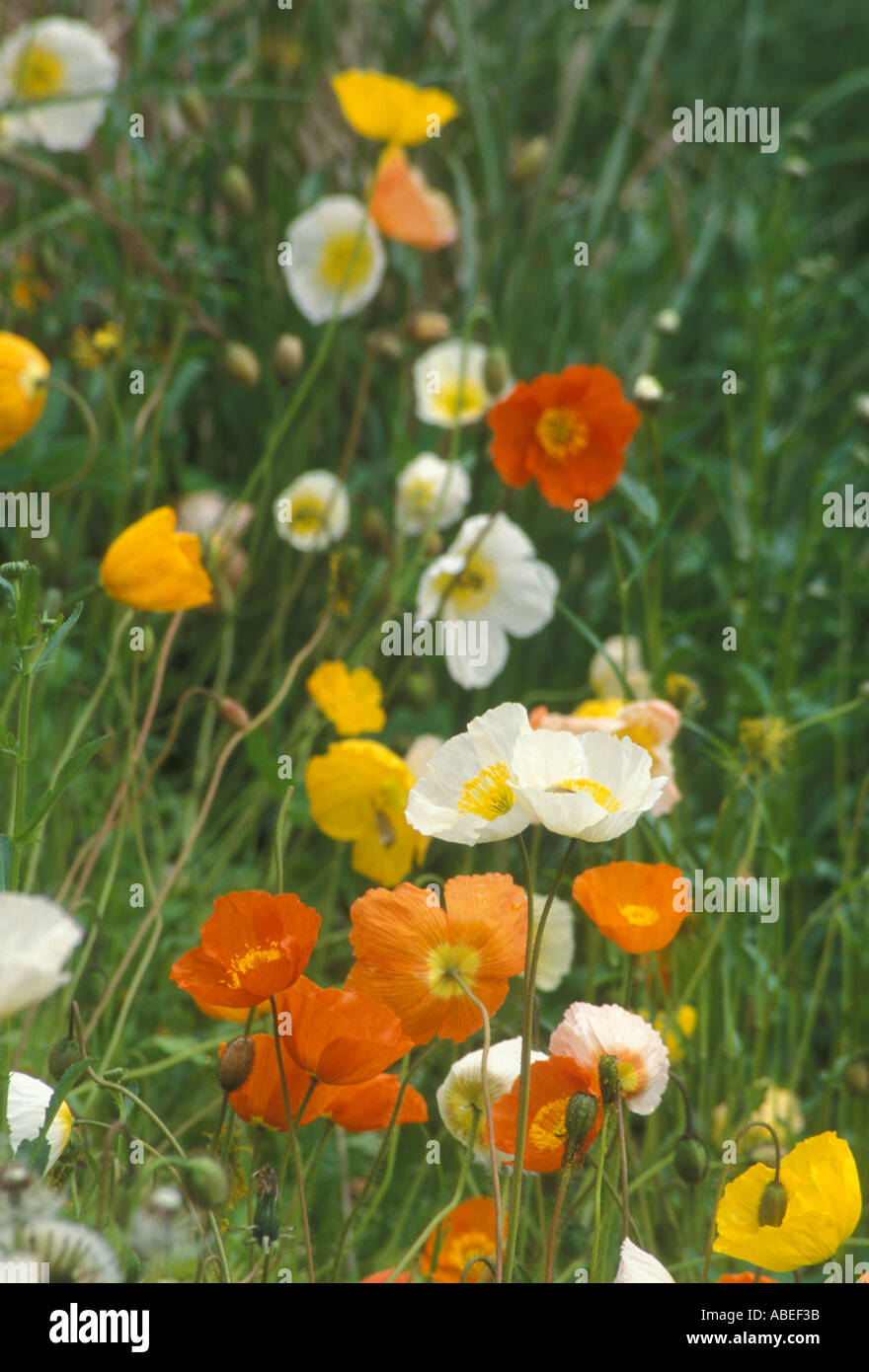 Field of Poppies Cheney Lake Alaska Stock Photo - Alamy