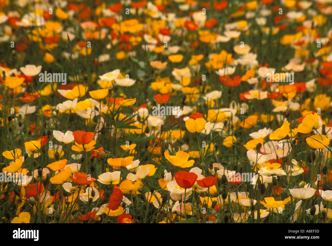 Field of Poppies Cheney Lake Anchorage Alaska Stock Photo - Alamy