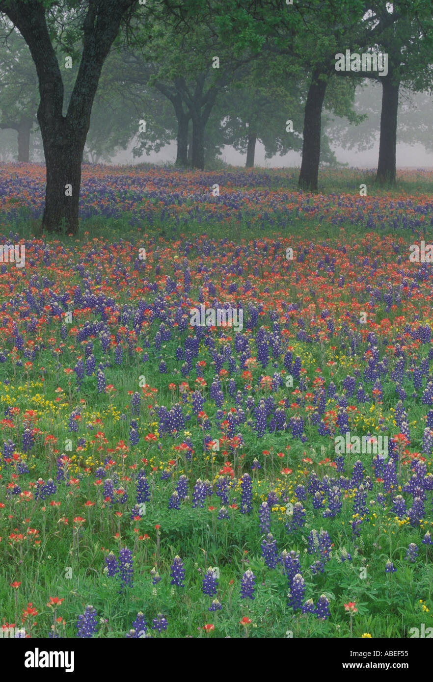 Fog lifting on Wildflower Field Texas Hill Country Stock Photo - Alamy