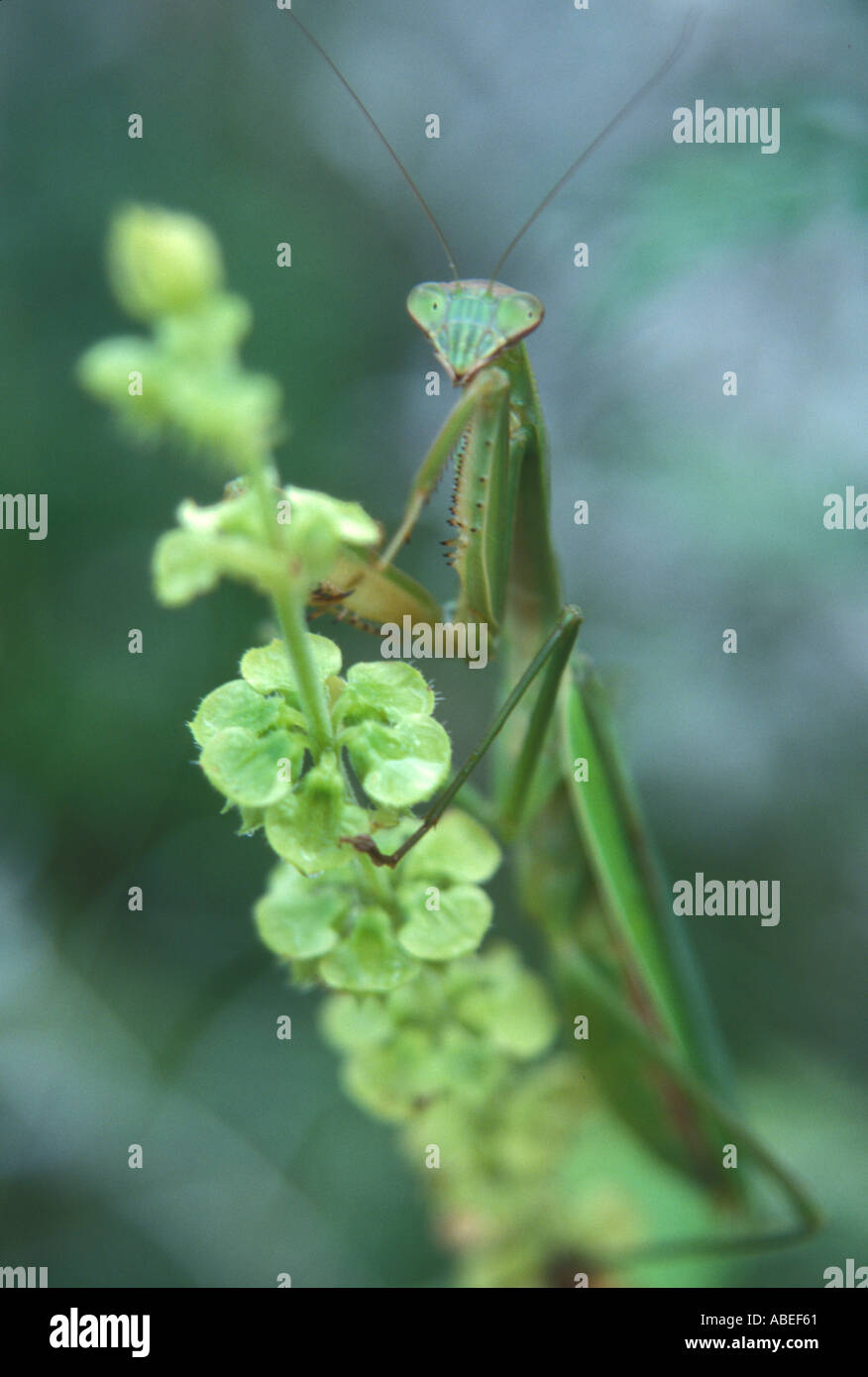 Praying Mantis on flowers of Sweet Basil Stock Photo - Alamy