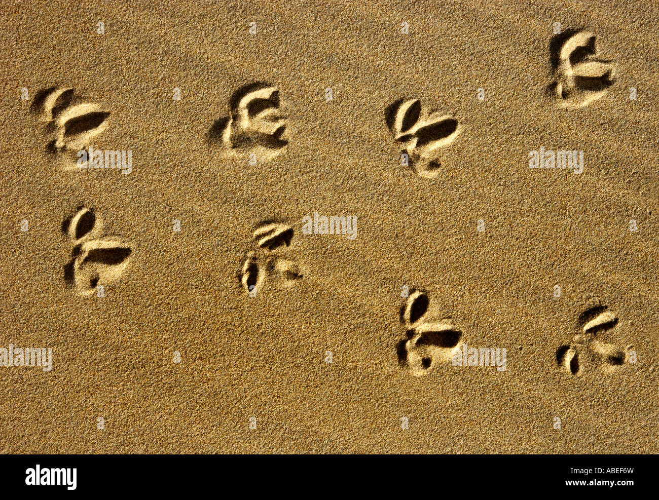Animal prints hi-res stock photography and images - Alamy