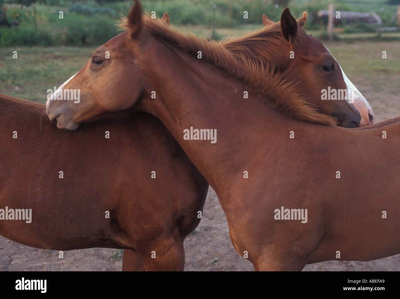 Animals scratching backs hi-res stock photography and images - Alamy
