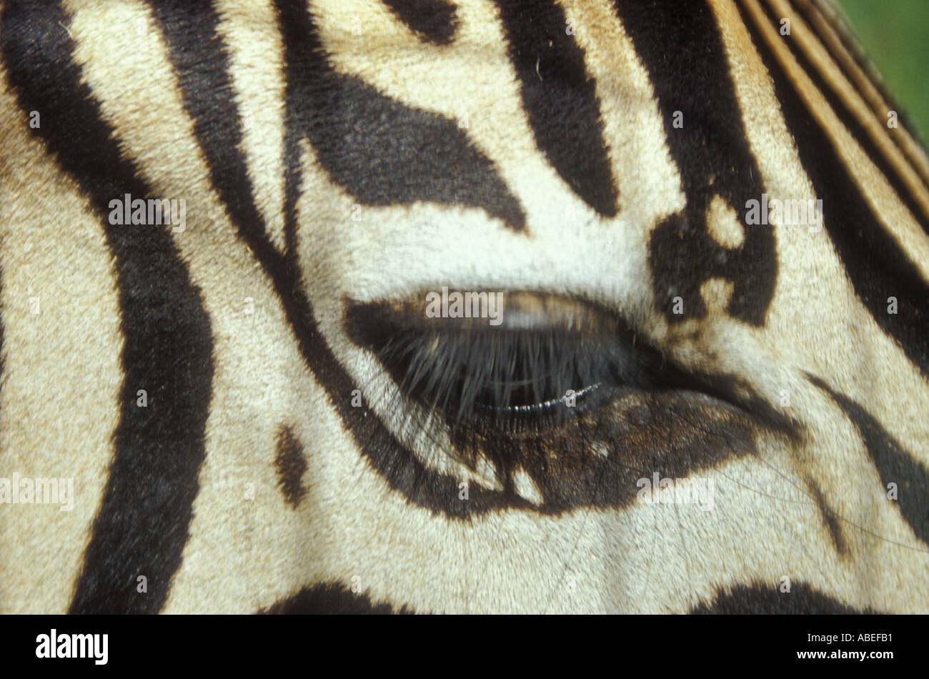 Zebra eye lashes hi-res stock photography and images - Alamy