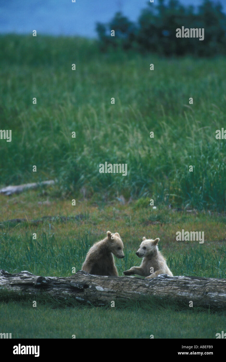 Playing bear cubs Stock Photo - Alamy