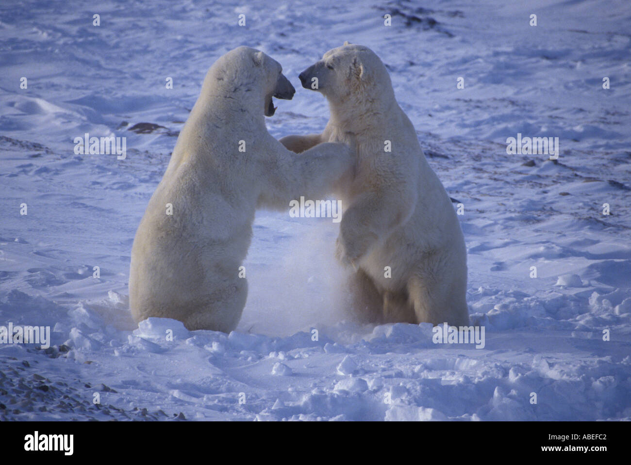 Adult polar bears play fighting in preparation for mating season Stock ...