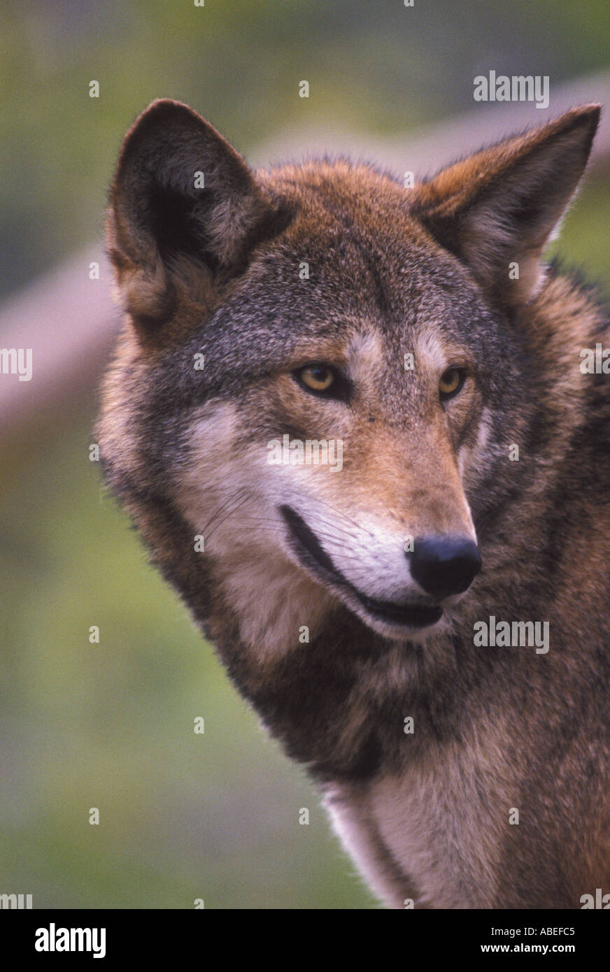 Endangered red wolf canis rufus hi-res stock photography and images - Alamy