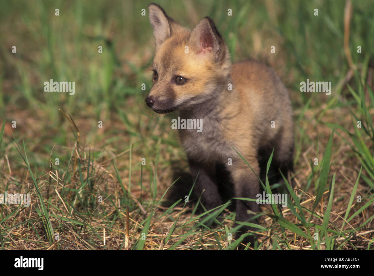 Fox tailed hi-res stock photography and images - Alamy