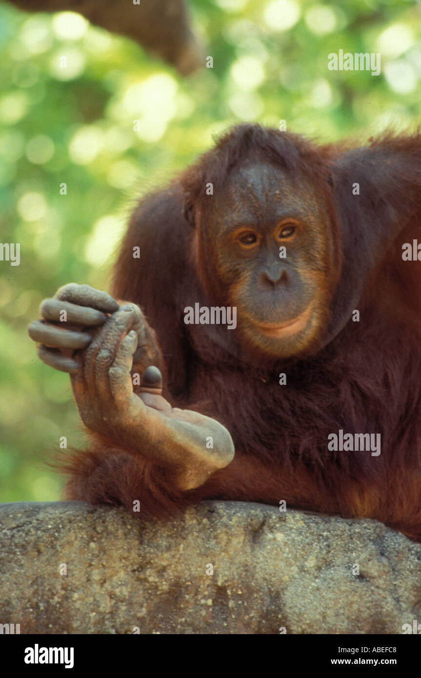 Monkey Toes High Resolution Stock Photography and Images - Alamy