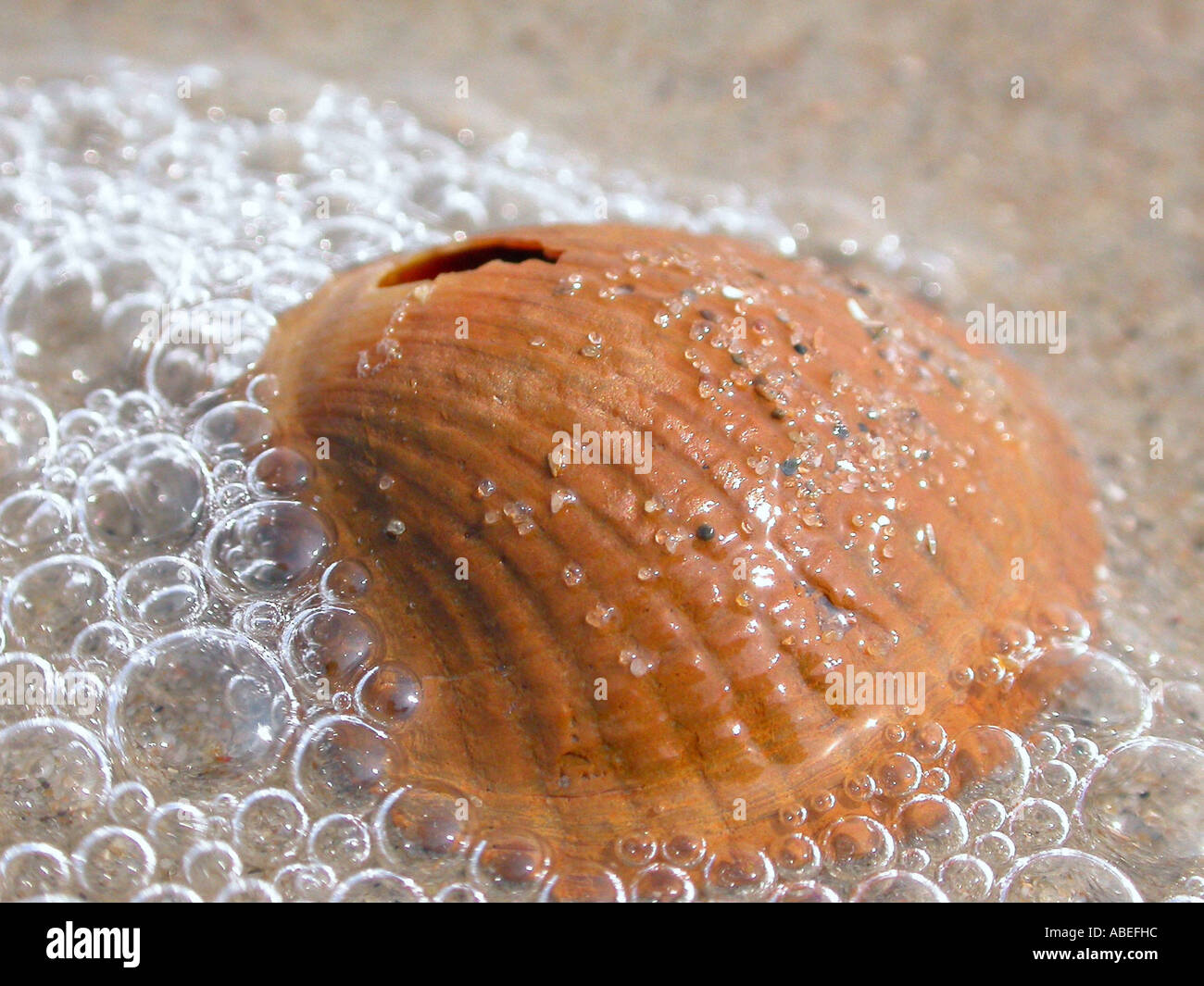 Shell at the sea Stock Photo - Alamy