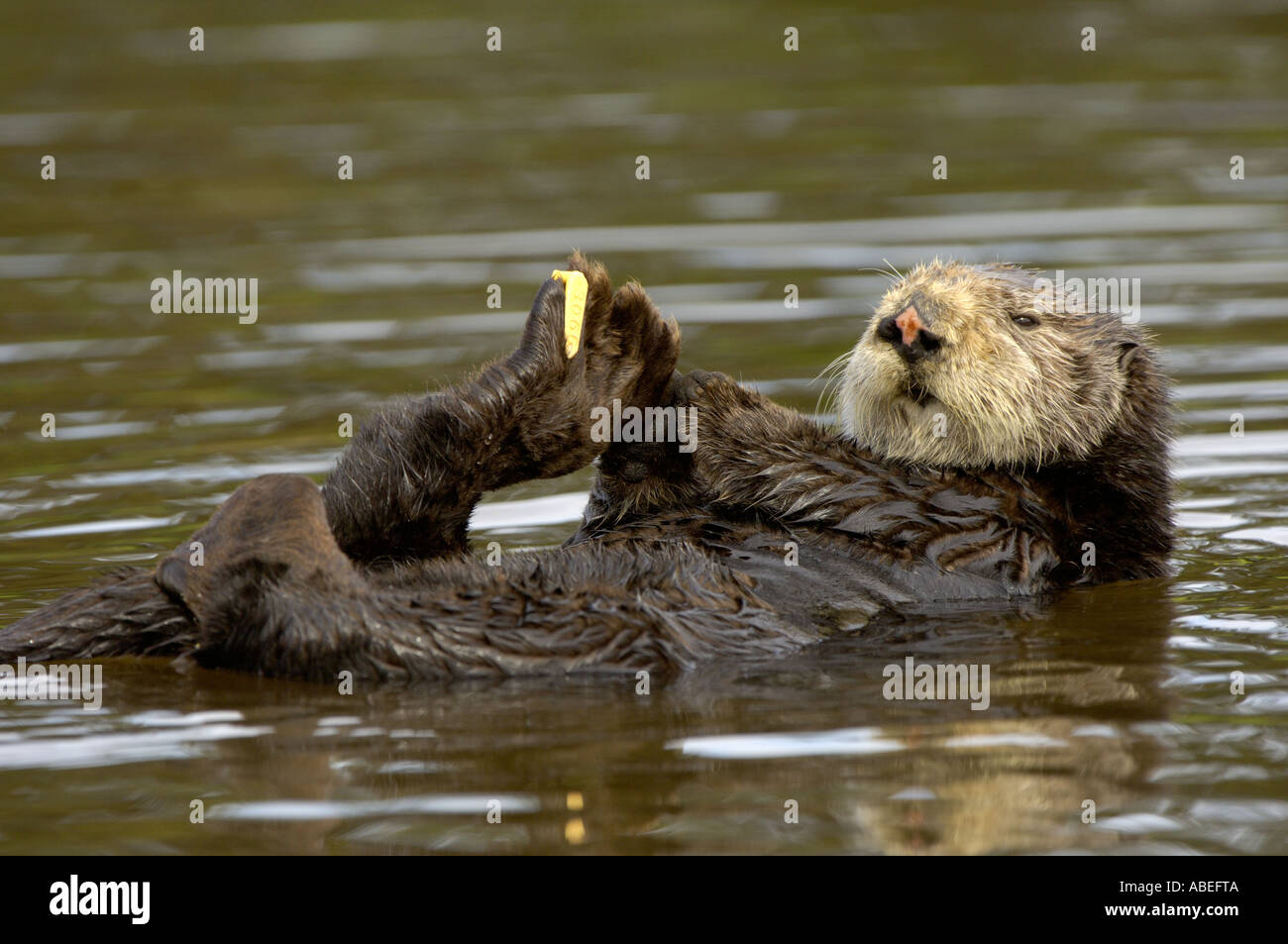 Sea Otter Enhydra lutris lying in water showing foot tag Monterey USA ...
