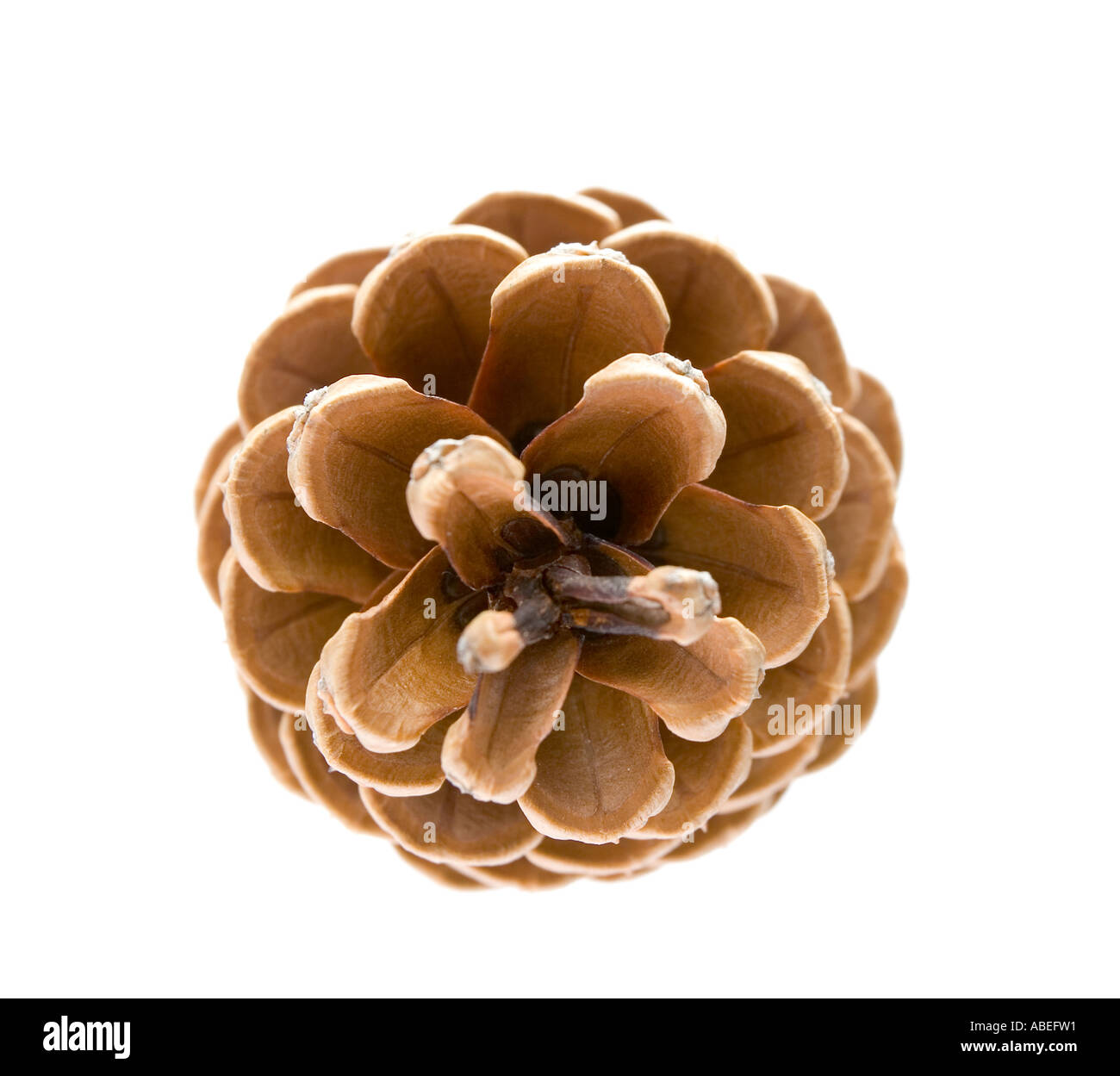 Pinus maritima hi-res stock photography and images - Alamy