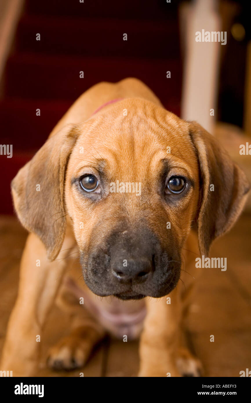 Rhodesian ridge hi-res stock photography and images - Alamy