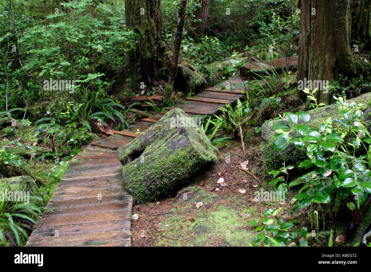 Cathedral grove Macmillan Provincial Park Vancouver Island British ...