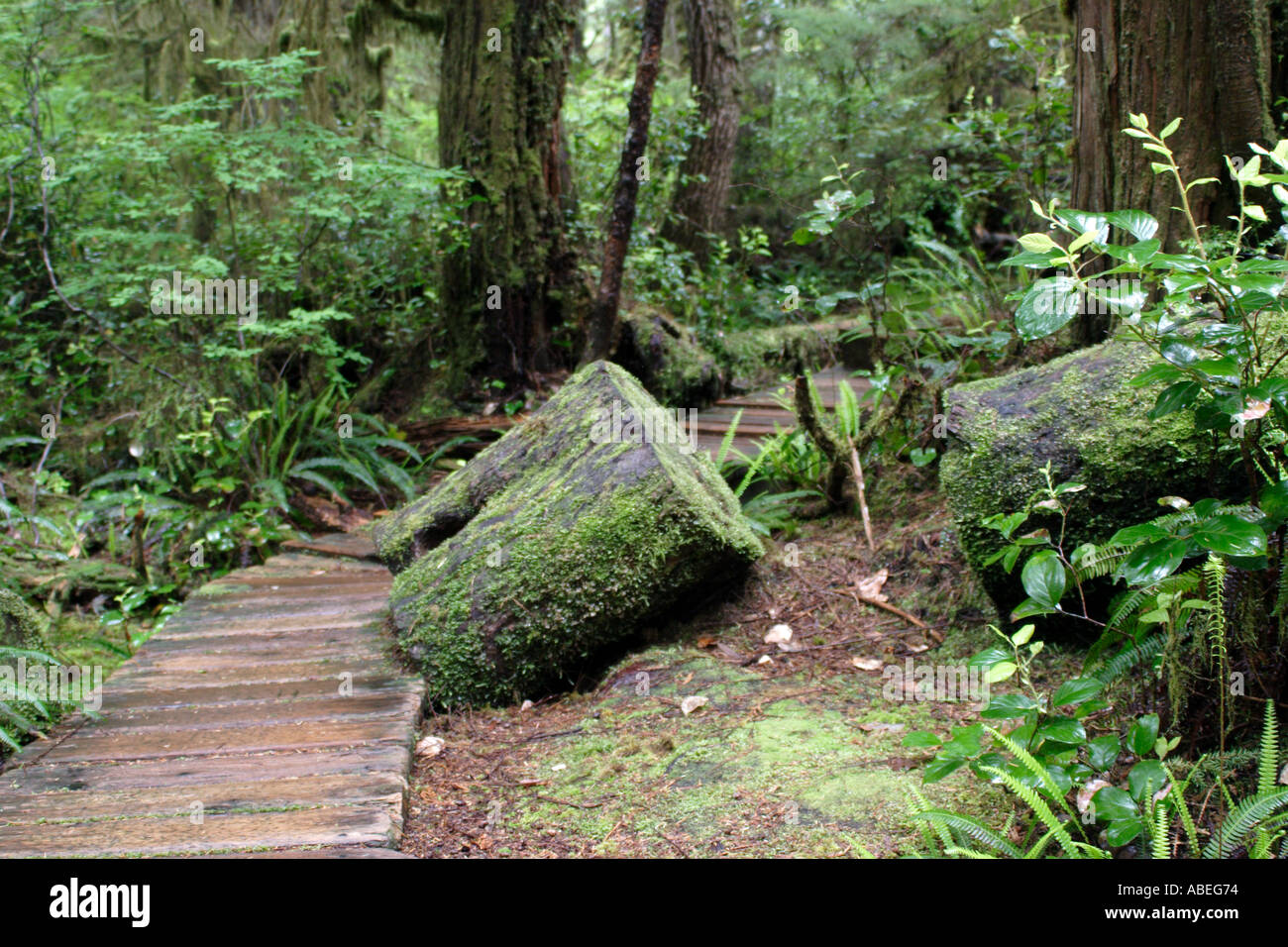 Cathedral grove Macmillan Provincial Park Vancouver Island British ...