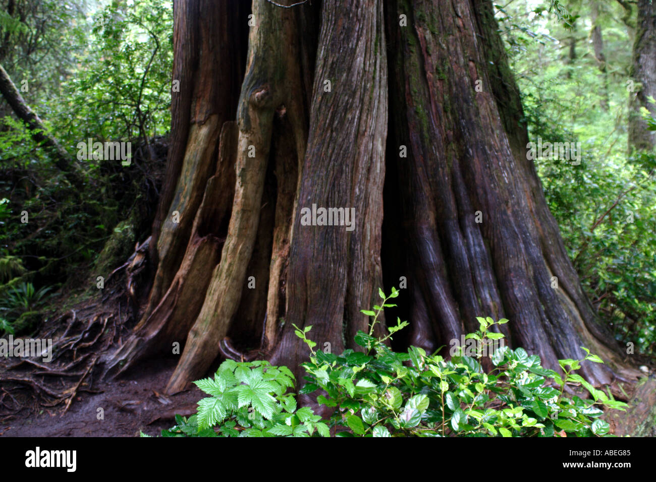 Old growth tree inside Pacific Rim Provincial Park near Tofino British ...