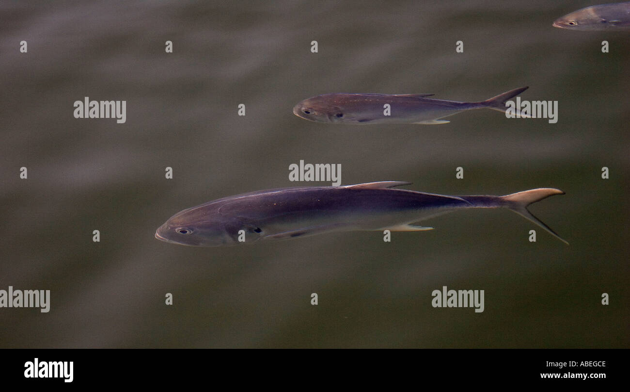 Crevalle jack fish hi-res stock photography and images - Alamy