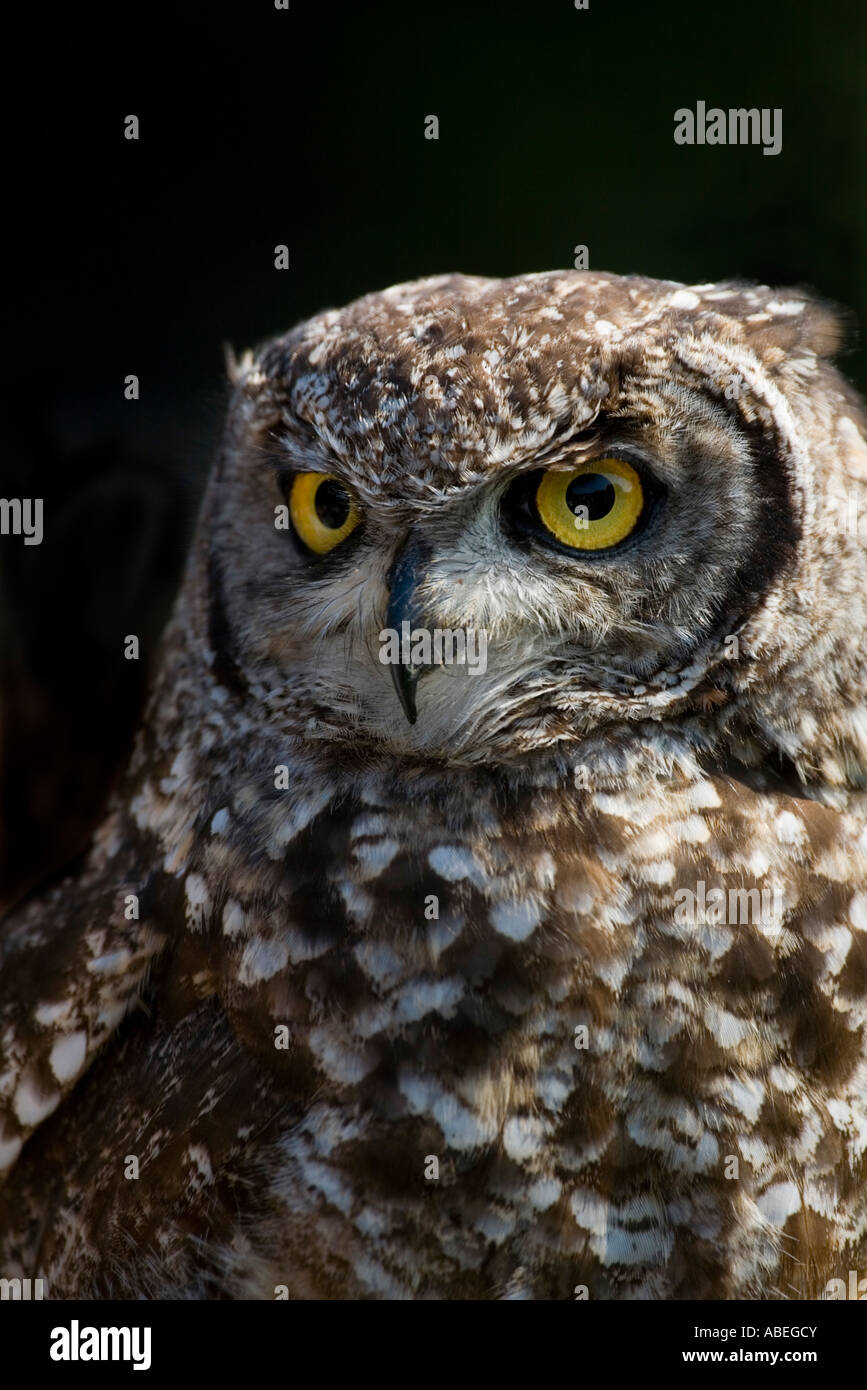 African Spotted Eagle Owl, Bird of prey Stock Photo - Alamy