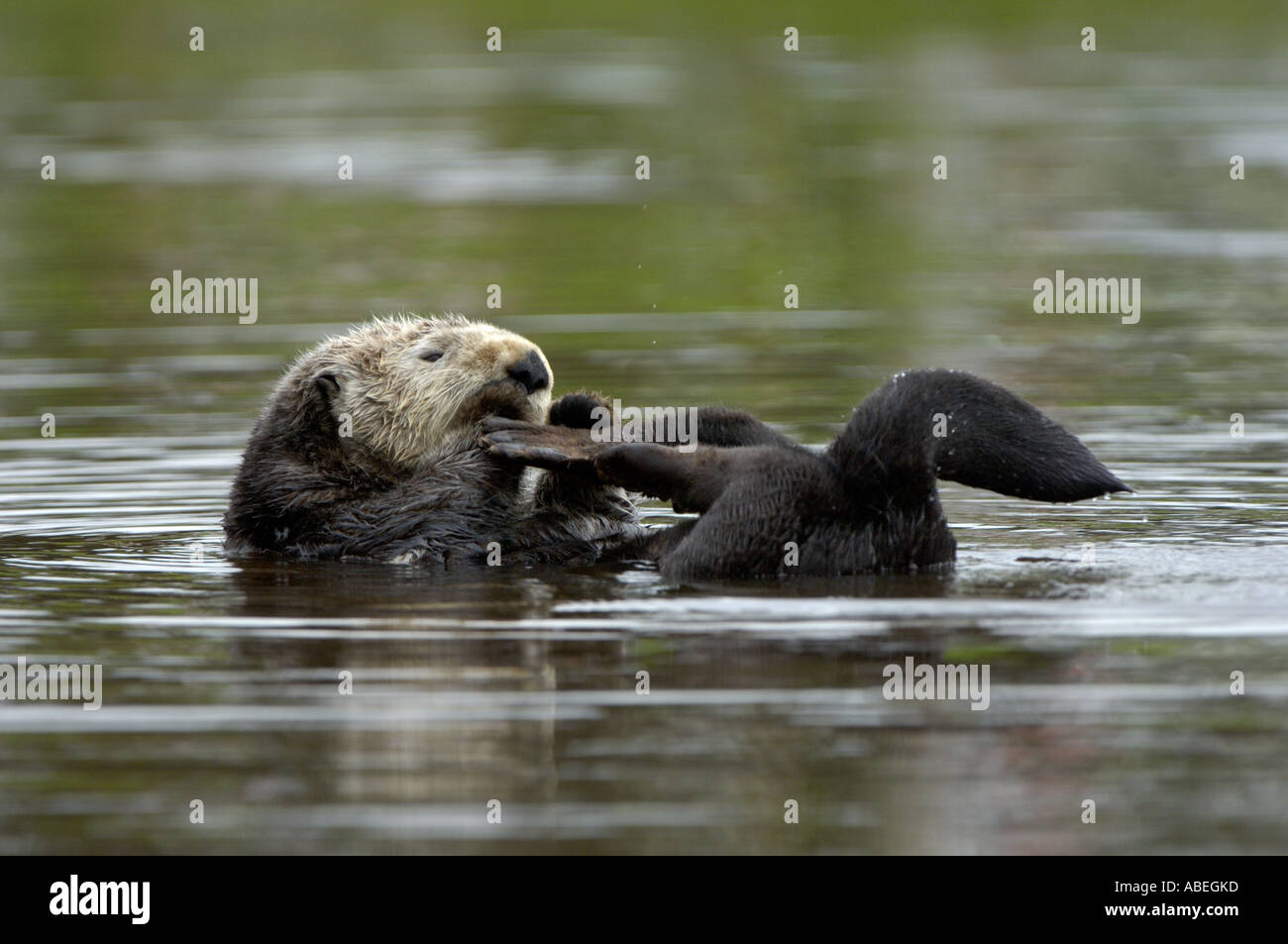 Sea Otter Enhydra lutris Monterey USA grooming feet in water Stock ...