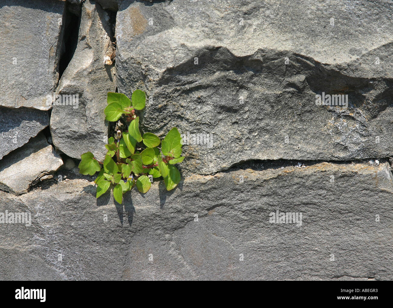 Plant in a stone crack Stock Photo - Alamy