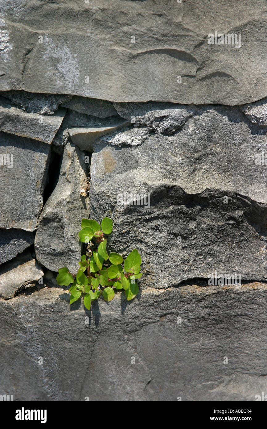 Plant in a stone crack Stock Photo - Alamy