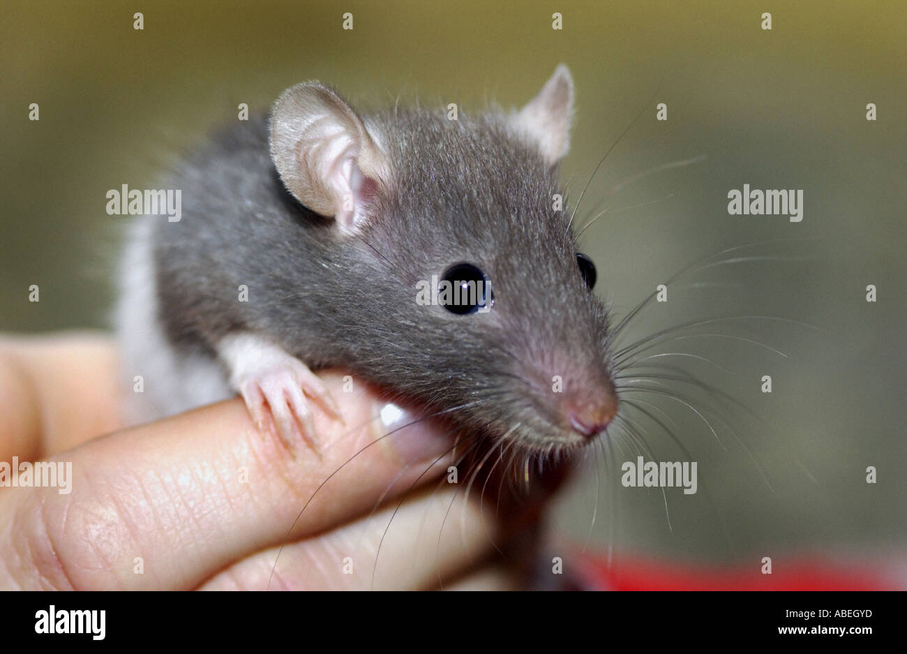 Rat on a hand Stock Photo - Alamy