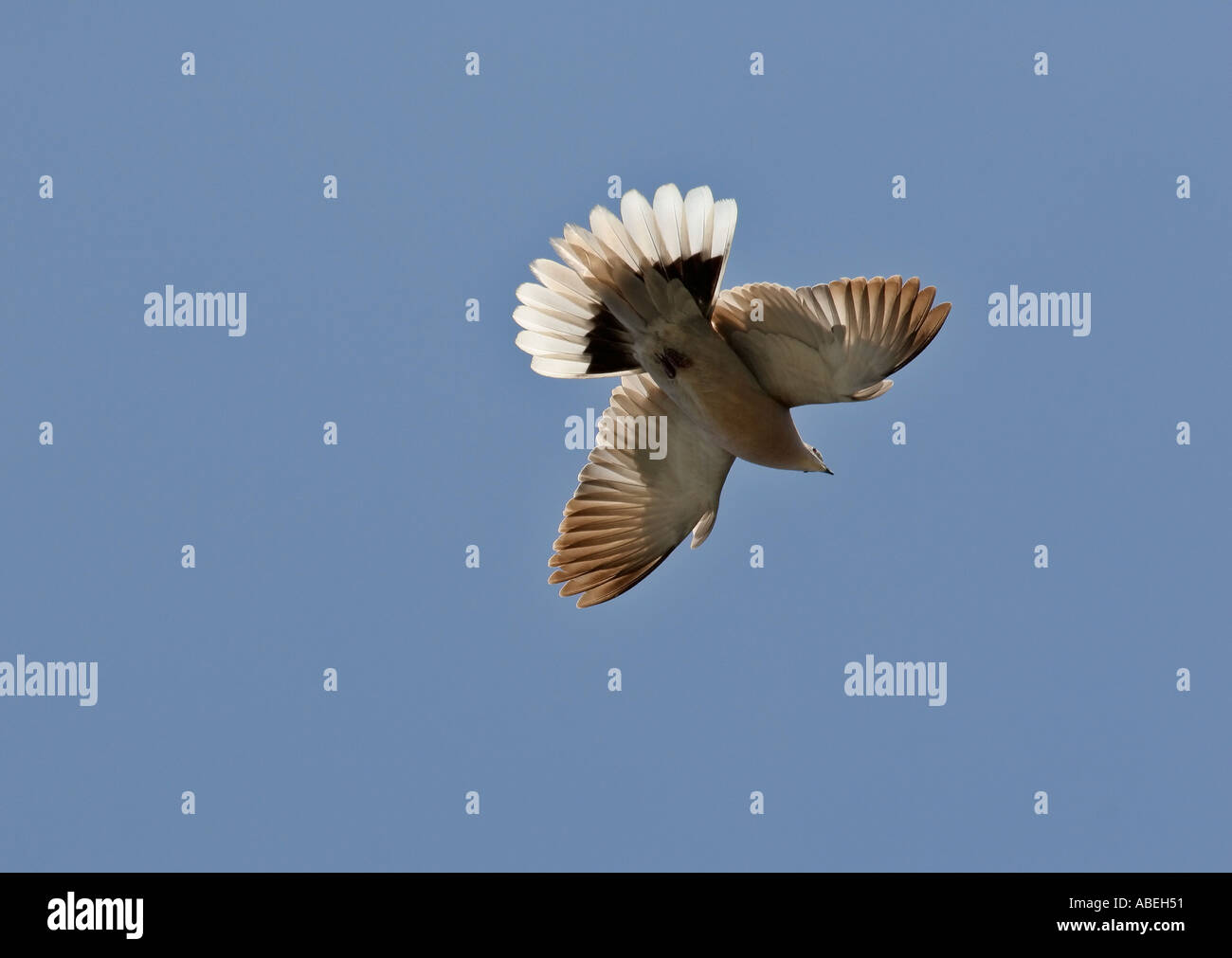 Doves florida hi-res stock photography and images - Alamy