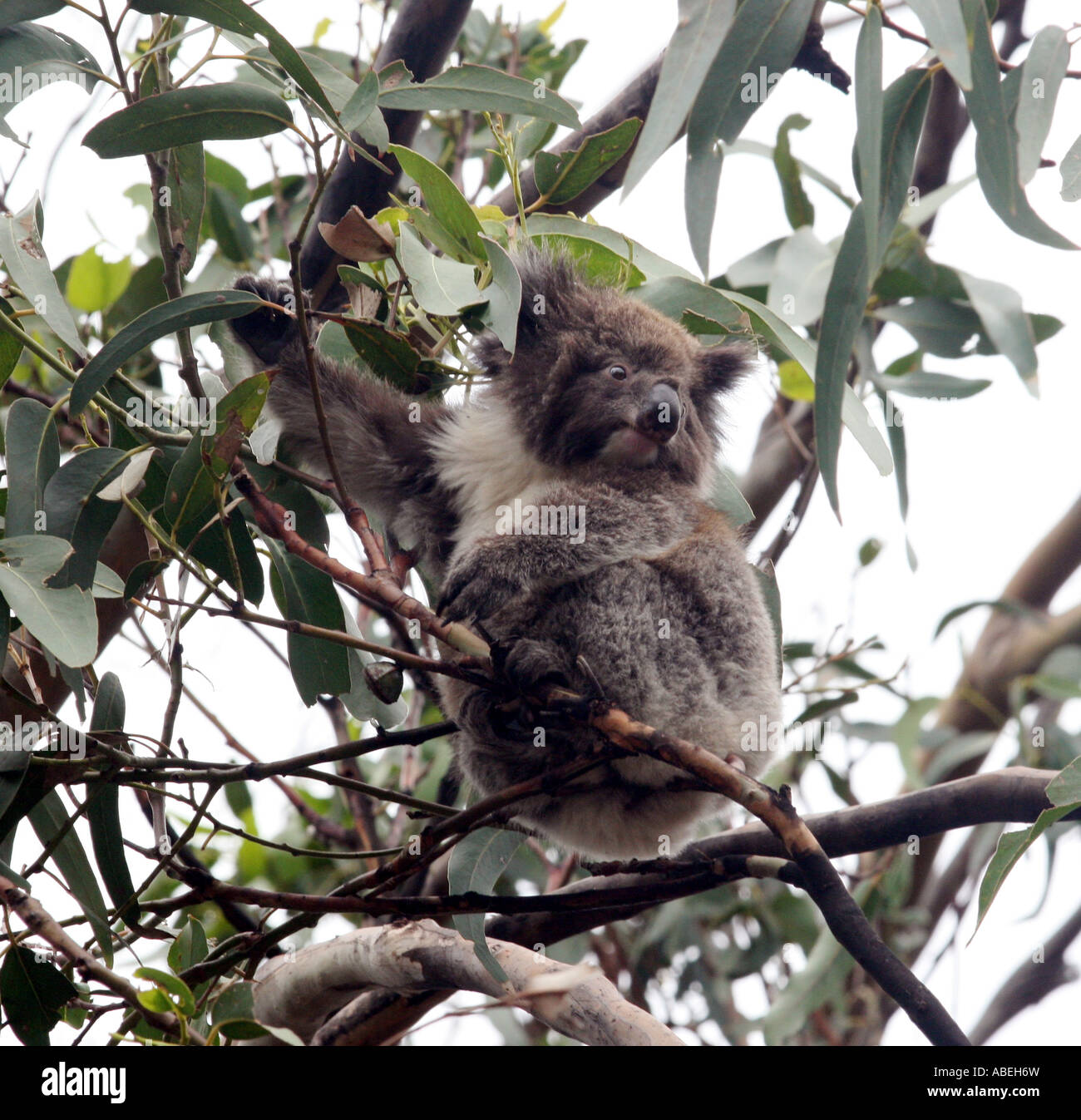 koala in australia Stock Photo - Alamy