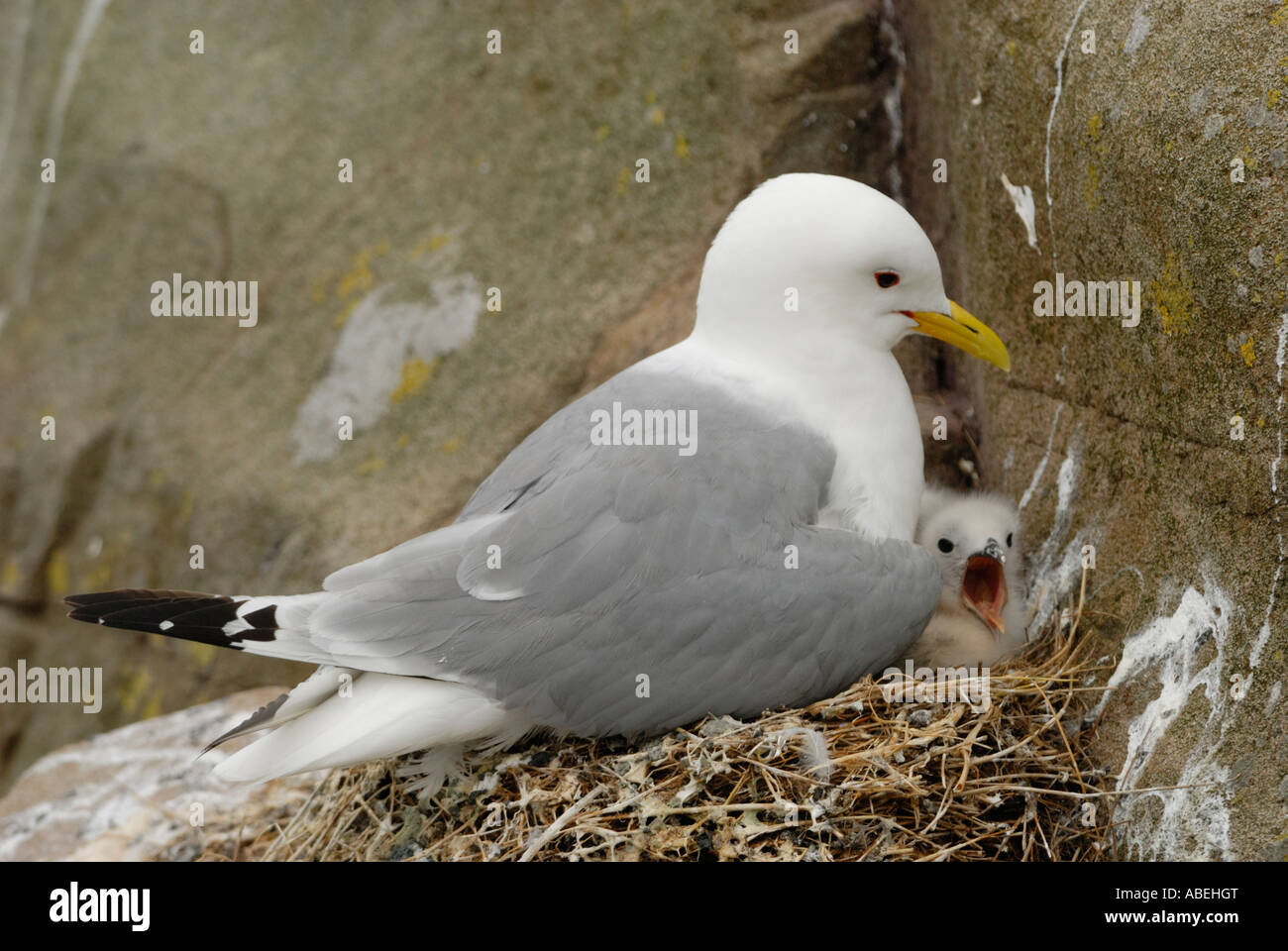 Kittiwake nest uk hi-res stock photography and images - Alamy
