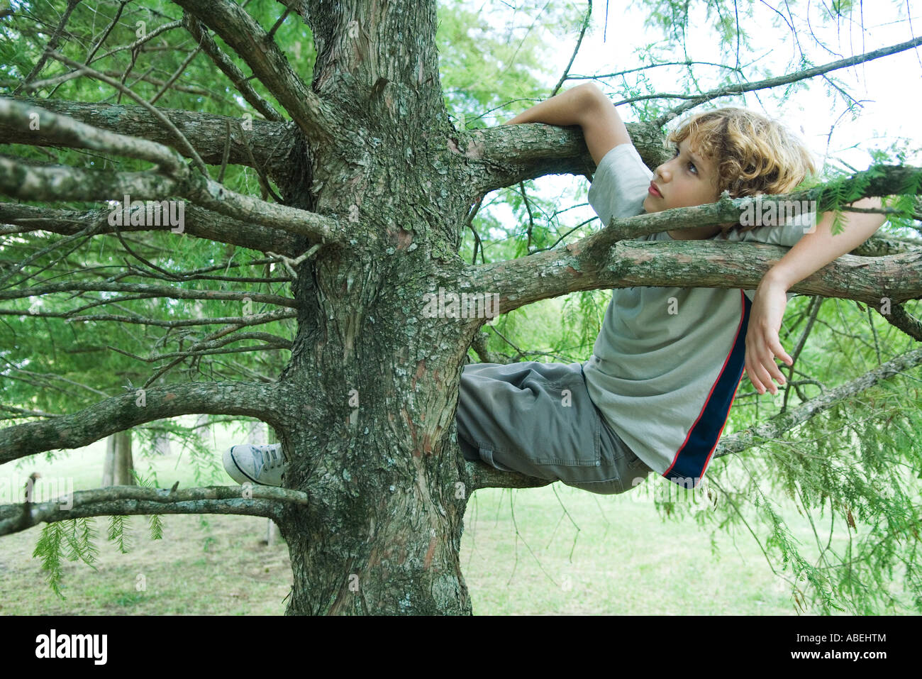 Boy sitting in tree Stock Photo - Alamy