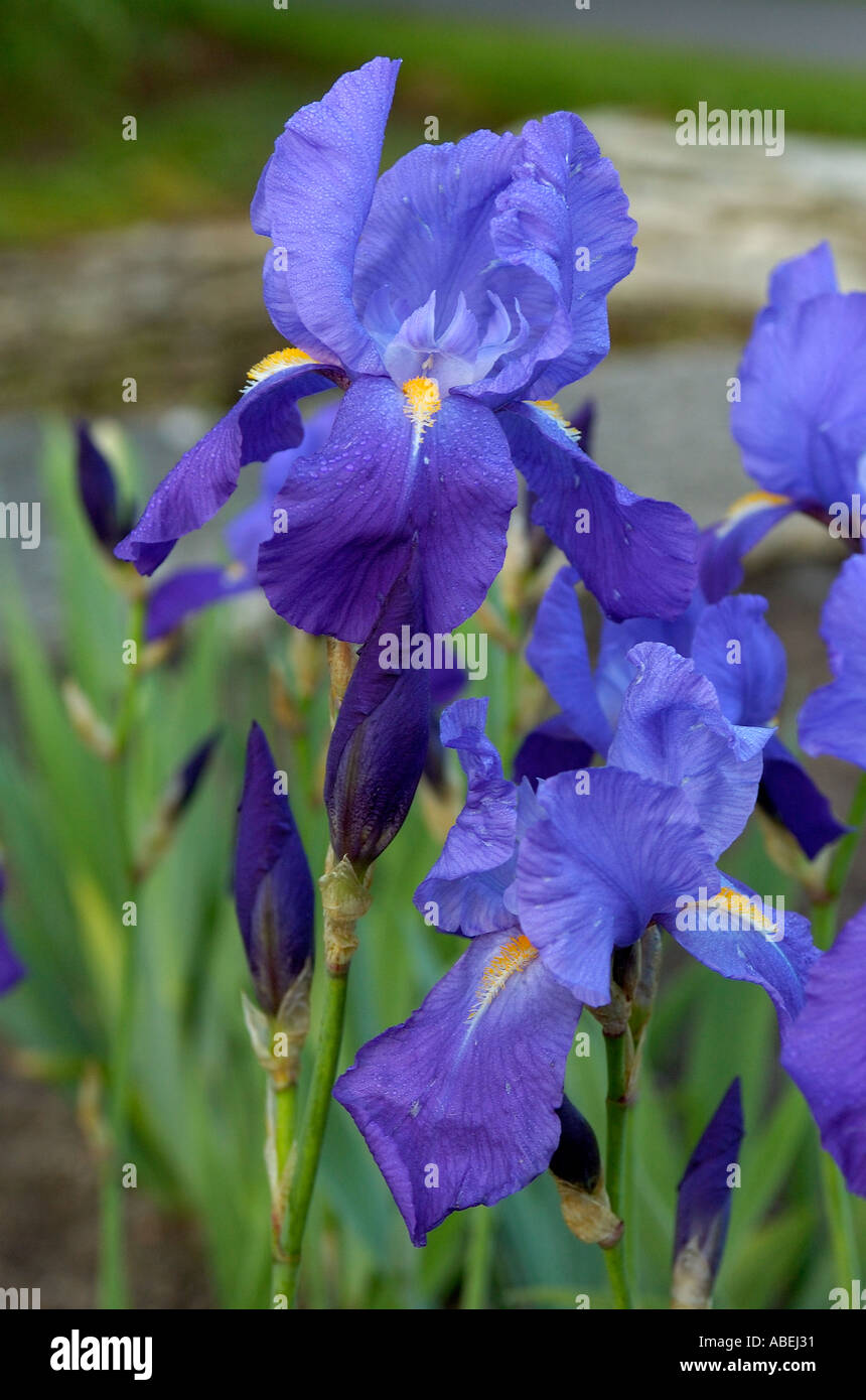 Various irises hi-res stock photography and images - Alamy