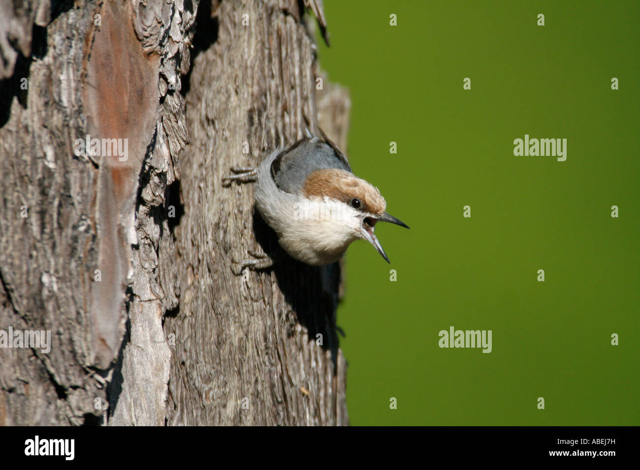 Brown-headed Nuthatch Singing Stock Photo - Alamy