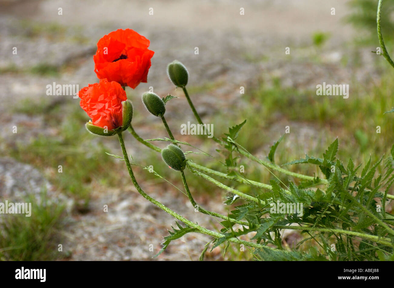 Corn poppy early in the morning Stock Photo - Alamy