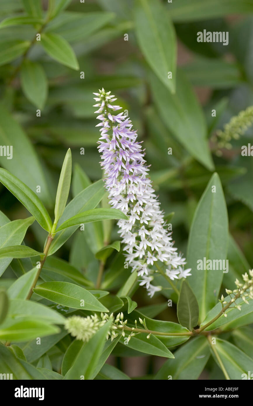 Hebe Border High Resolution Stock Photography and Images - Alamy