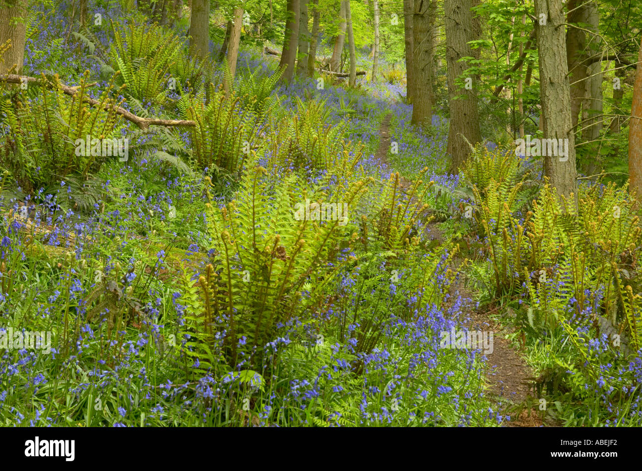 path through ancient oak woodland with king fern Aughton Wood River ...
