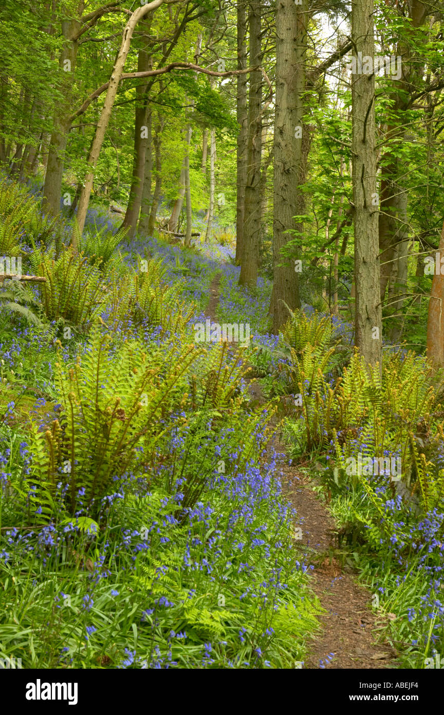 path through ancient oak woodland with king fern Aughton Wood River ...
