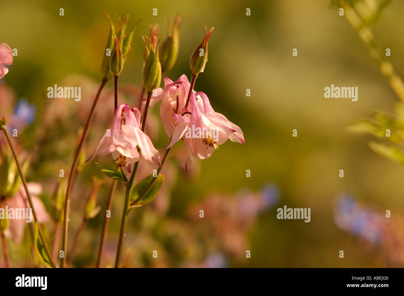 pink flowers in English country garden Stock Photo - Alamy