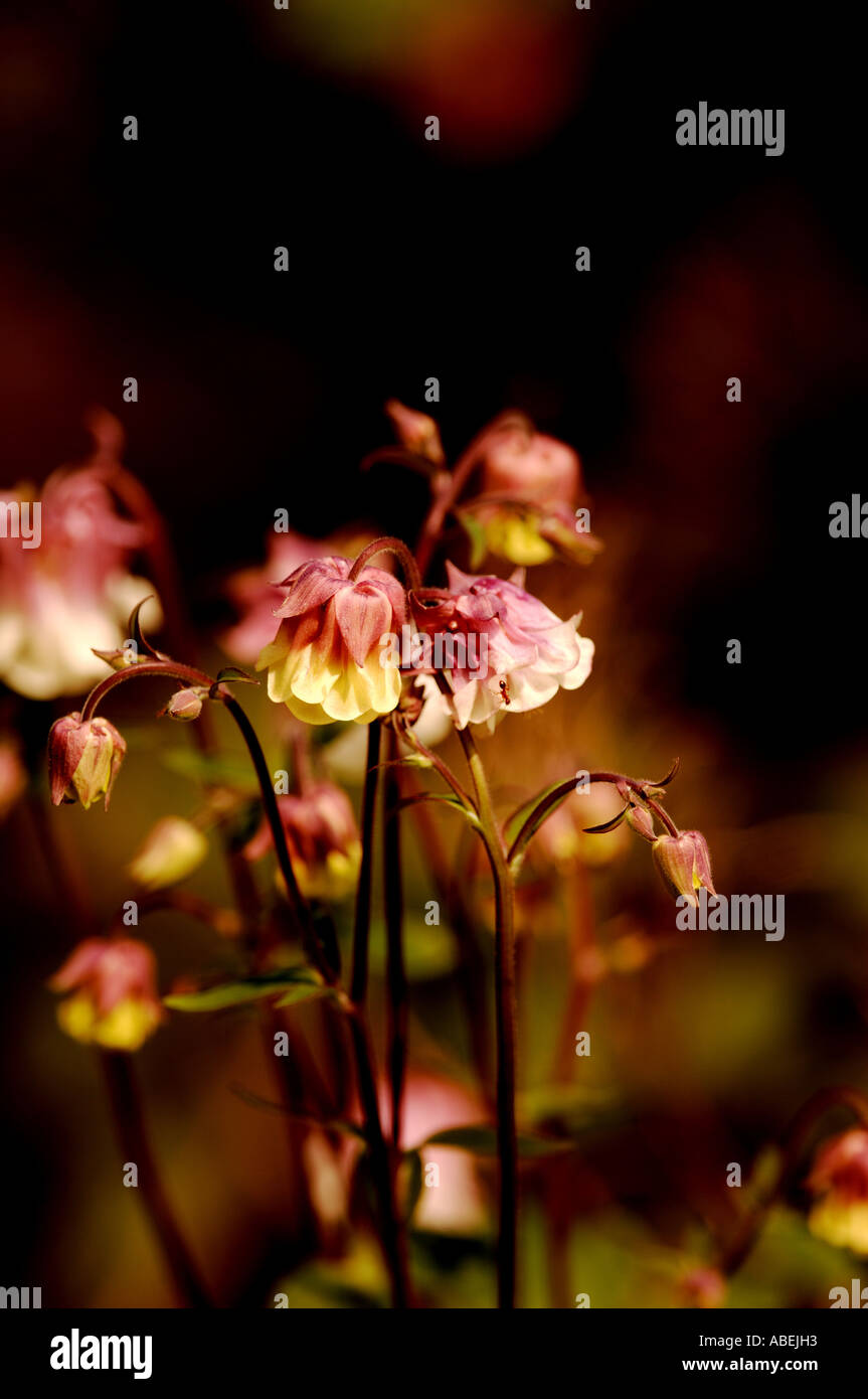 Columbine flower growing in English country garden Stock Photo - Alamy