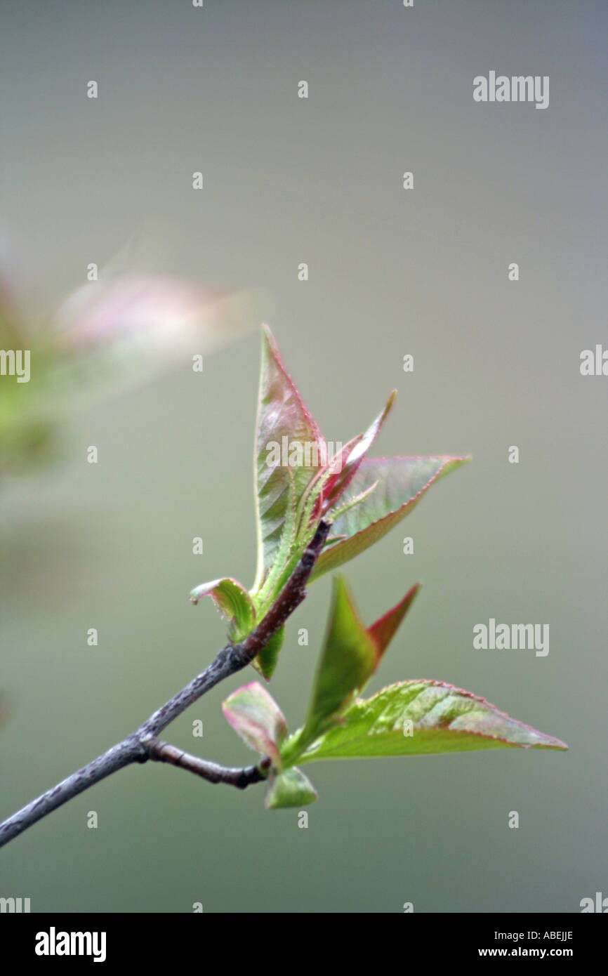 First spring red tree hi-res stock photography and images - Alamy
