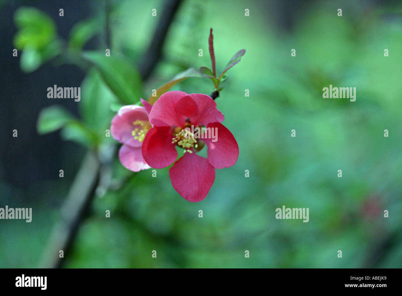 Red flowering bush Stock Photo - Alamy