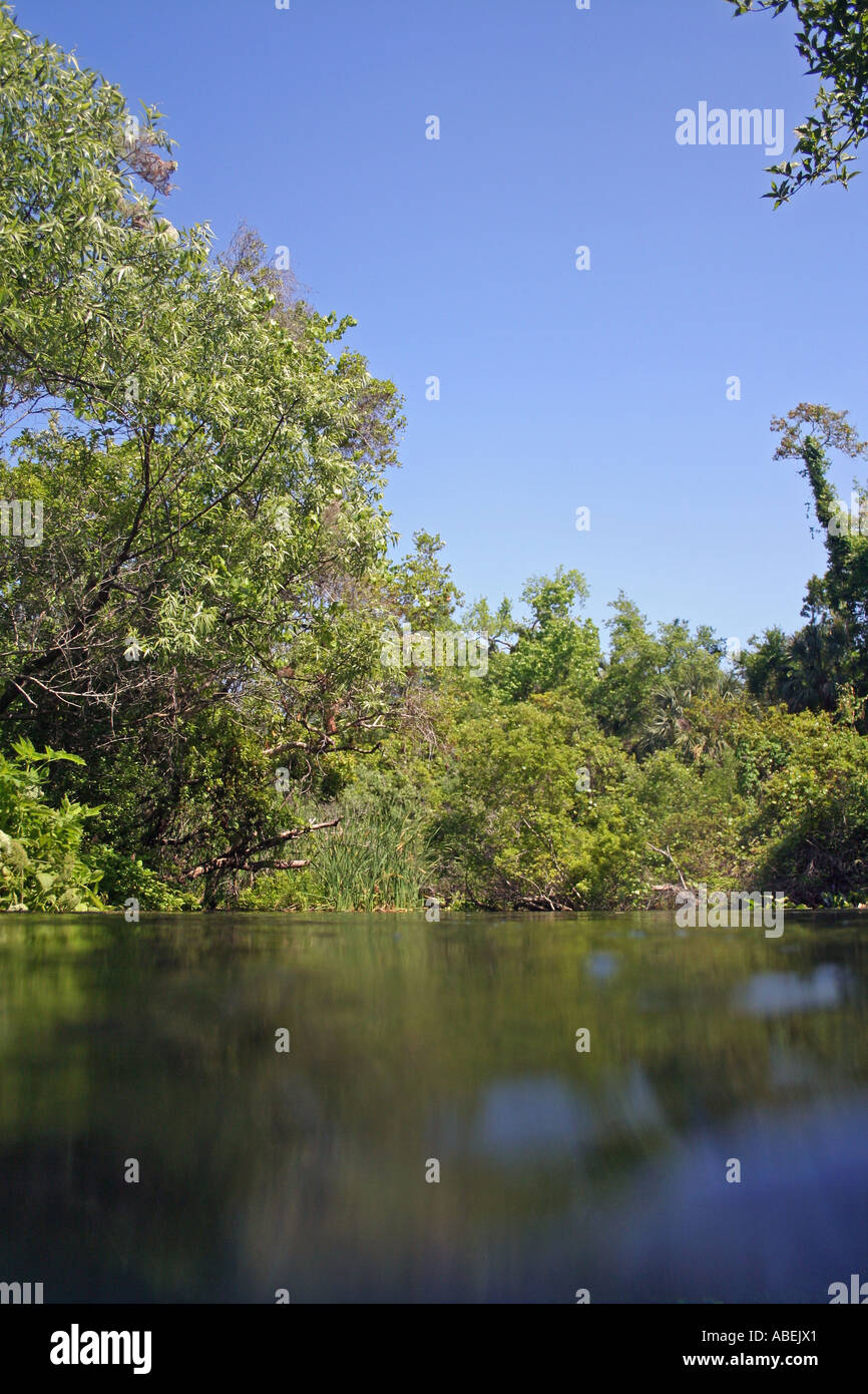 Florida stream and foilage Stock Photo - Alamy