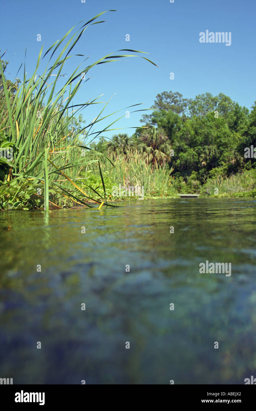 Kelly park florida hi-res stock photography and images - Alamy