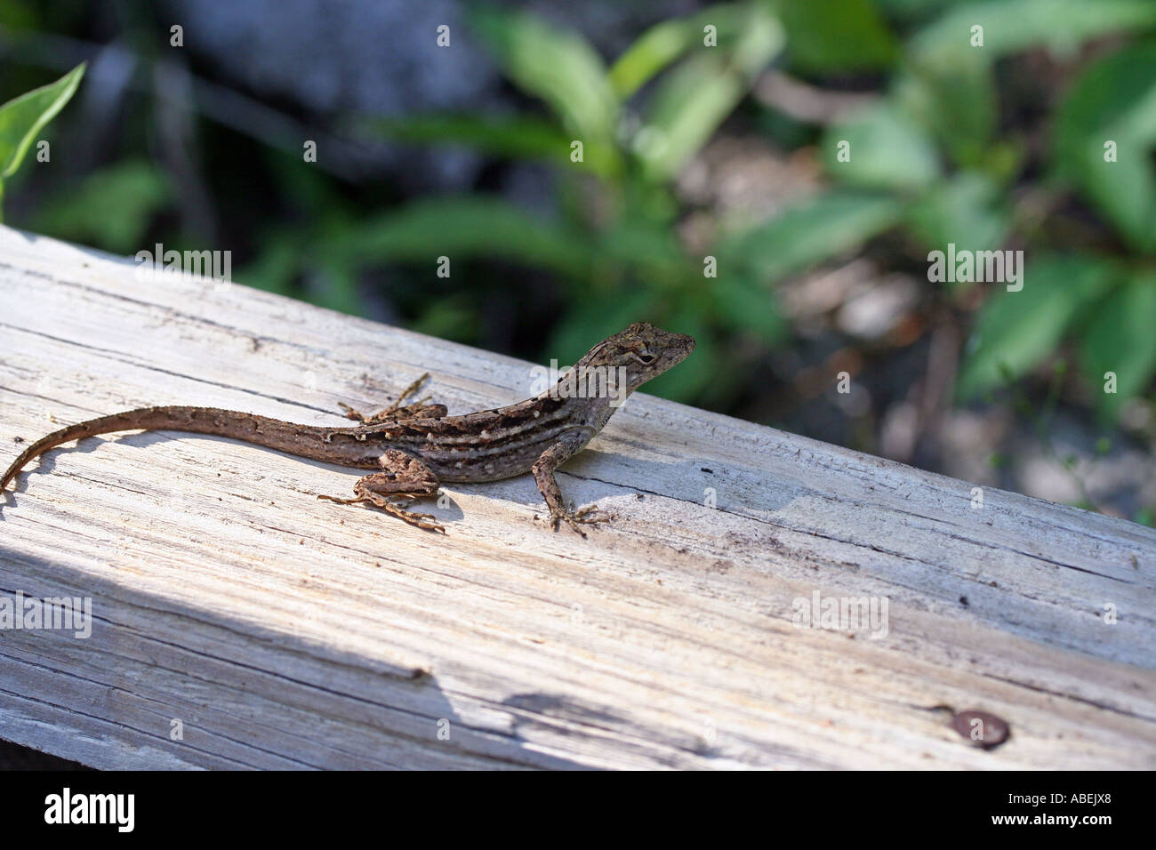 Common leaf tail gecko hi-res stock photography and images - Alamy