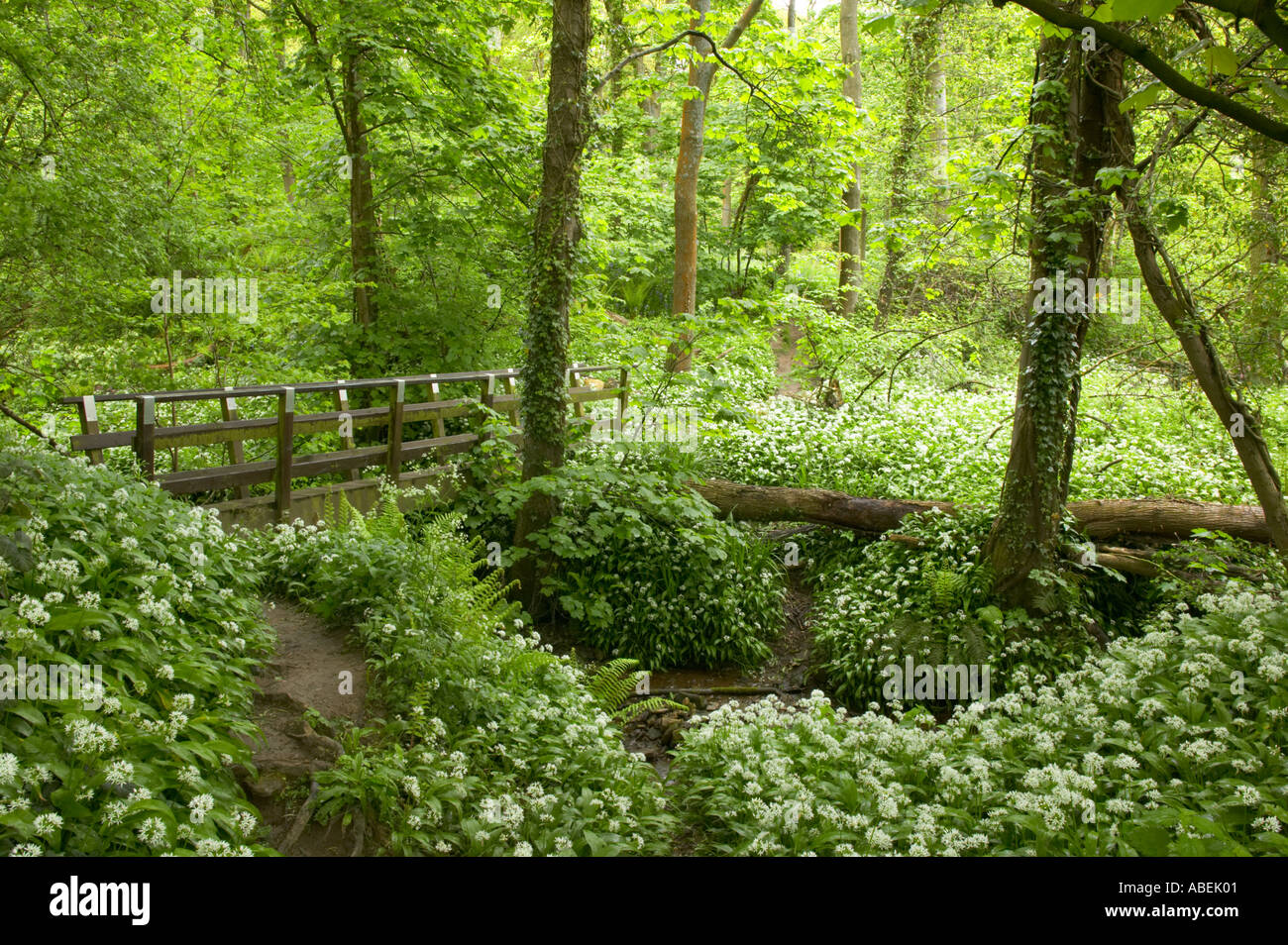 Oak king hi-res stock photography and images - Alamy