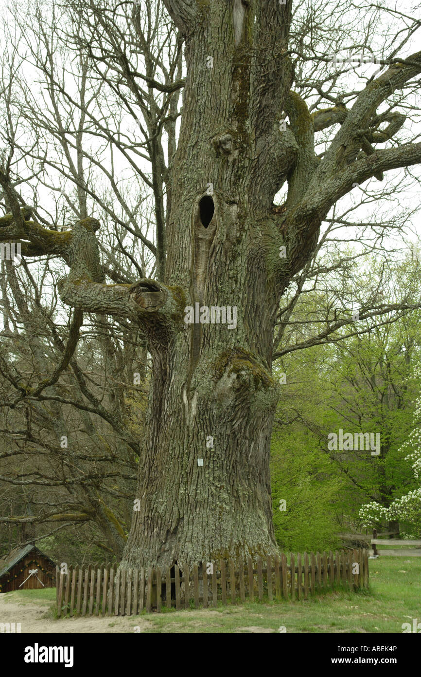 Old oak tree in Gorecko Koscielne Poland Stock Photo - Alamy
