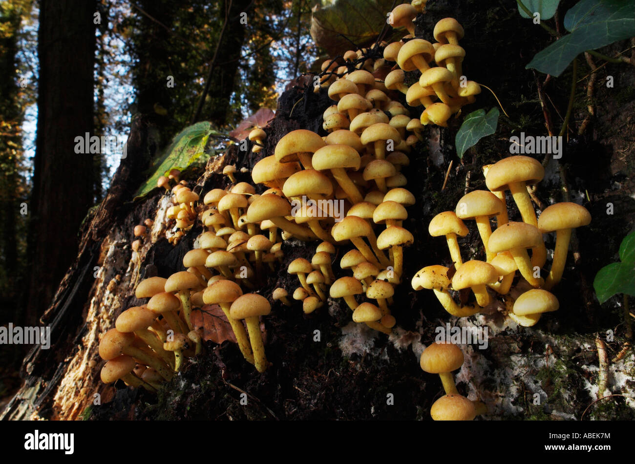 Hypholoma fasciculare on tree stump Stock Photo - Alamy